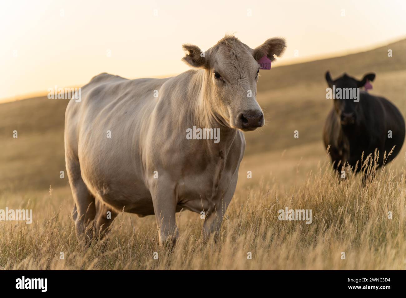 beautiful cattle in Australia eating grass, grazing on pasture. Herd of ...