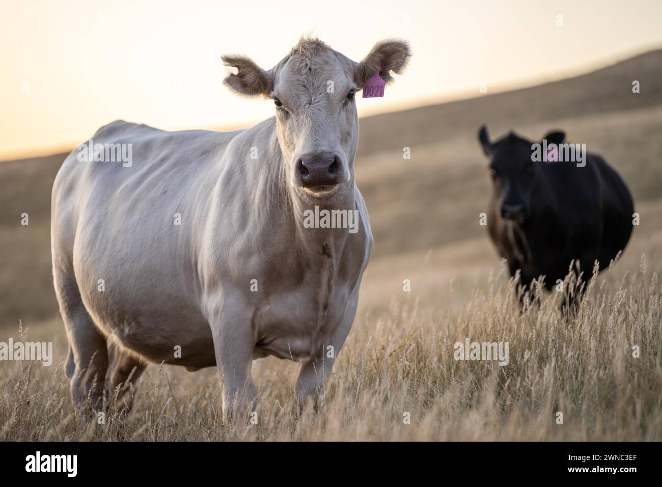 beautiful cattle in Australia eating grass, grazing on pasture. Herd of ...