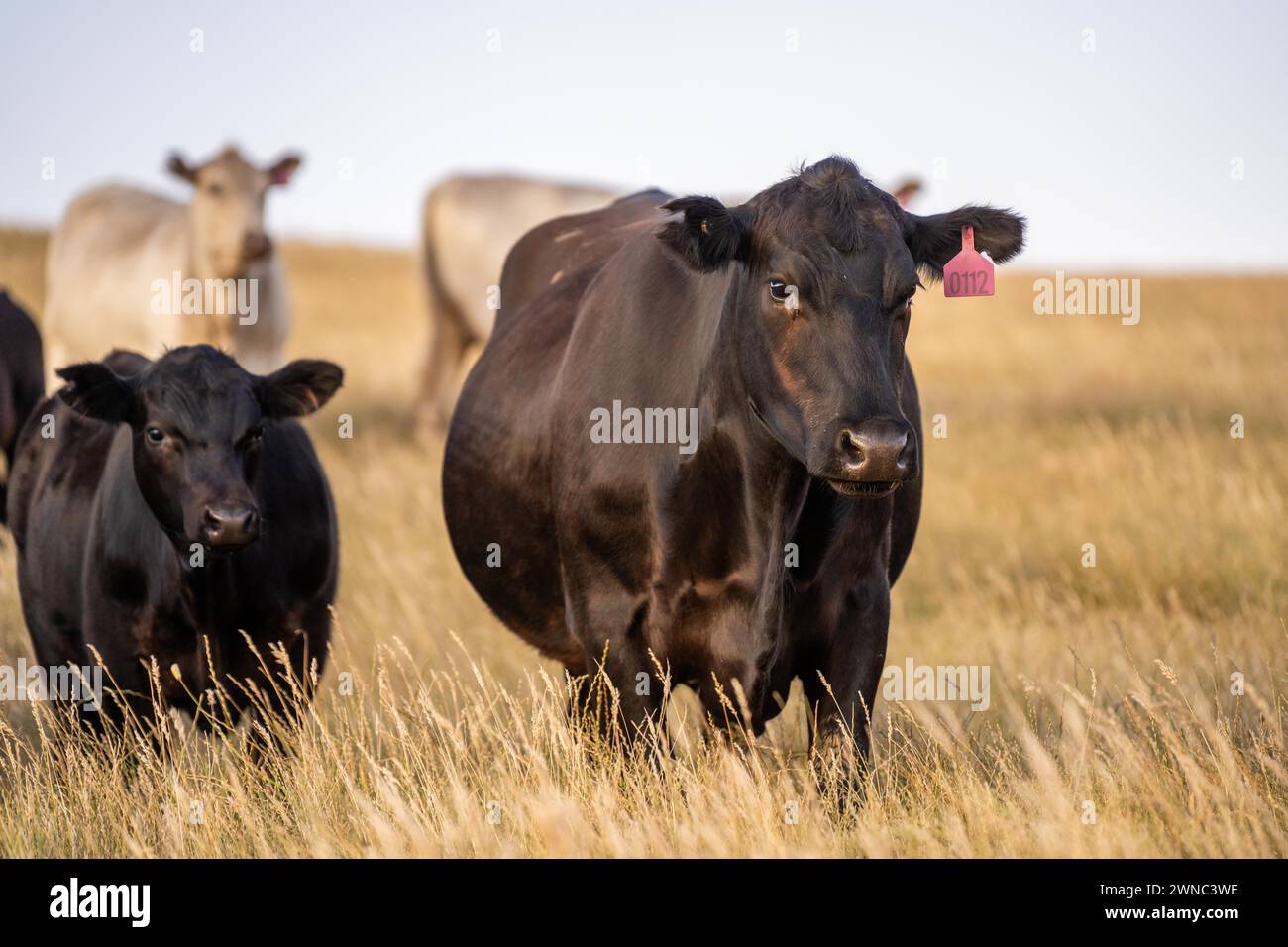 beautiful cattle in Australia eating grass, grazing on pasture. Herd of ...
