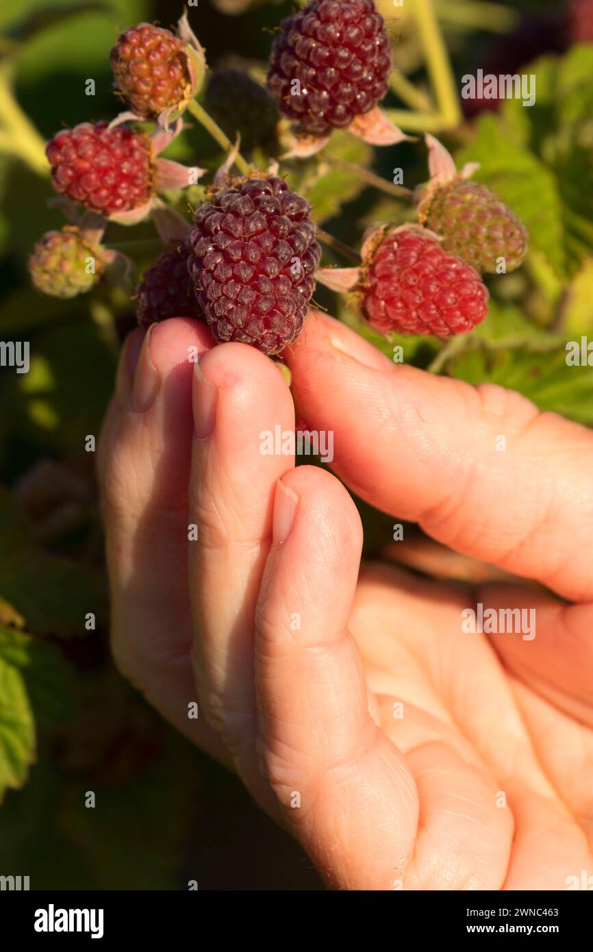 Ripe loganberry fruit hi-res stock photography and images - Alamy
