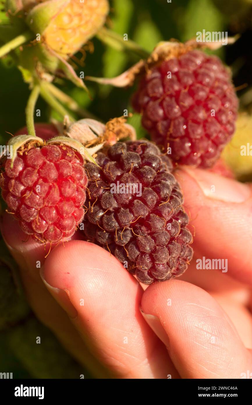 Loganberry hi-res stock photography and images - Alamy