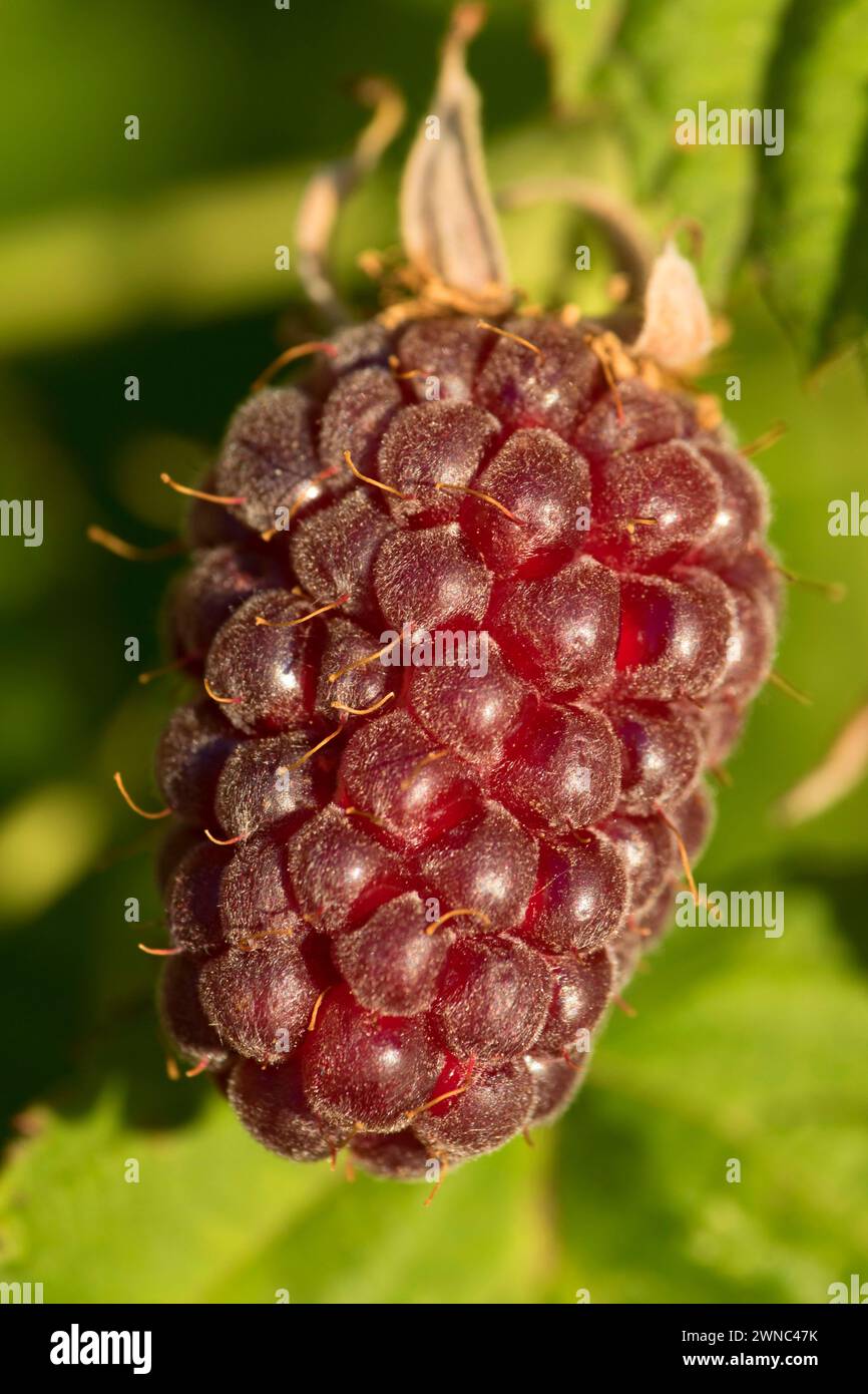 Ripe loganberry fruit hi-res stock photography and images - Alamy