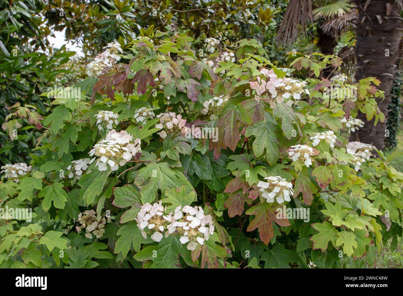 Oakleaf hydrangea or hydrangea quercifolia plant with white flowers Stock Photo - Alamy