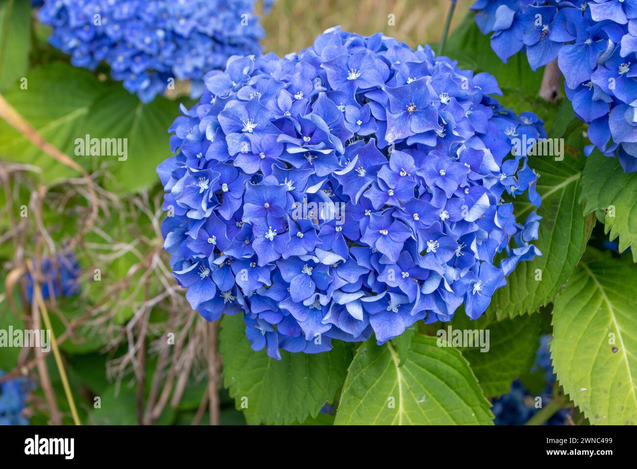 Blue hydrangea macrophylla flower head closeup. Hortensia flowering ...