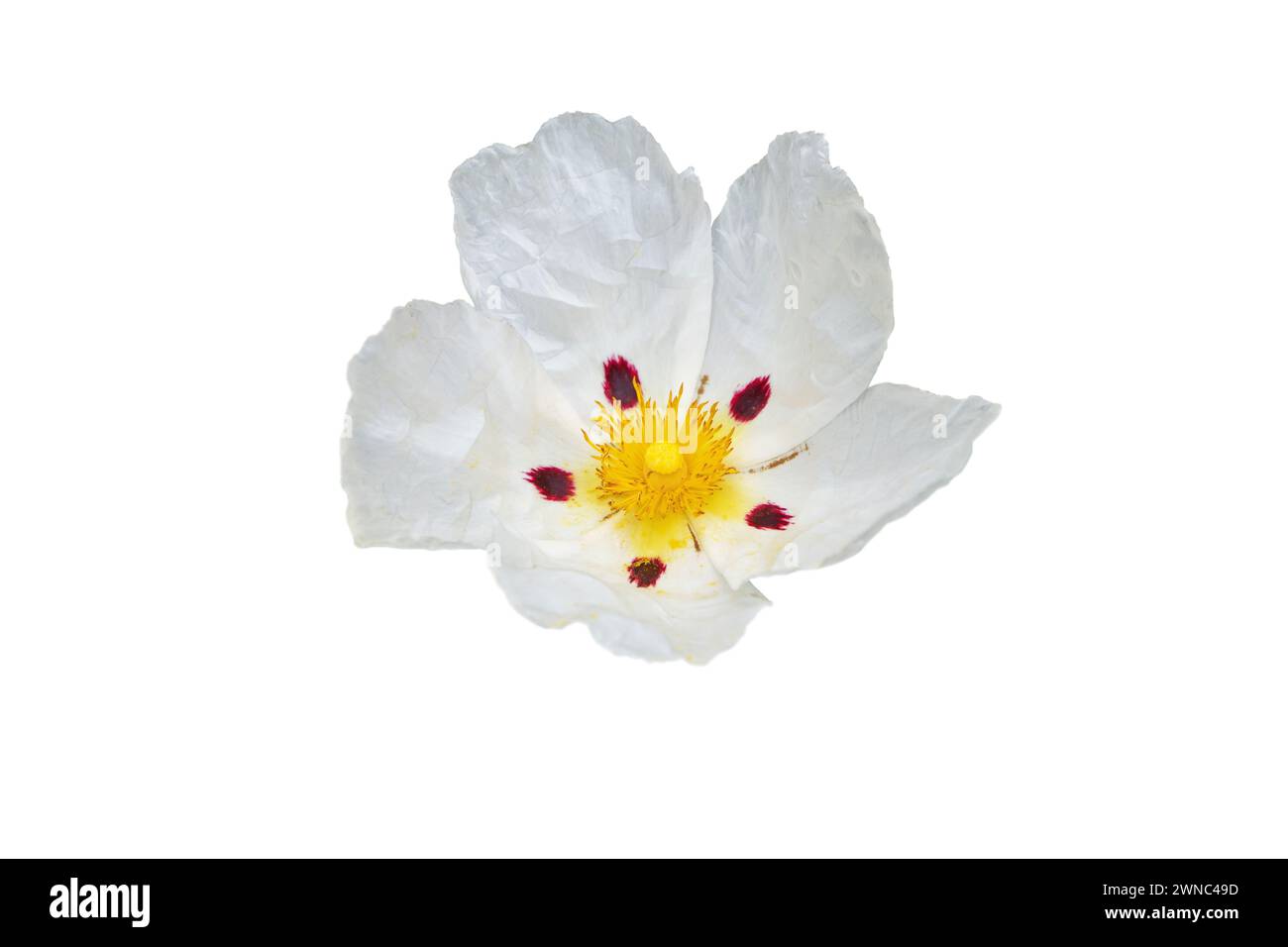 Labdanum gum rockrose flower Cut Out Stock Images & Pictures - Alamy