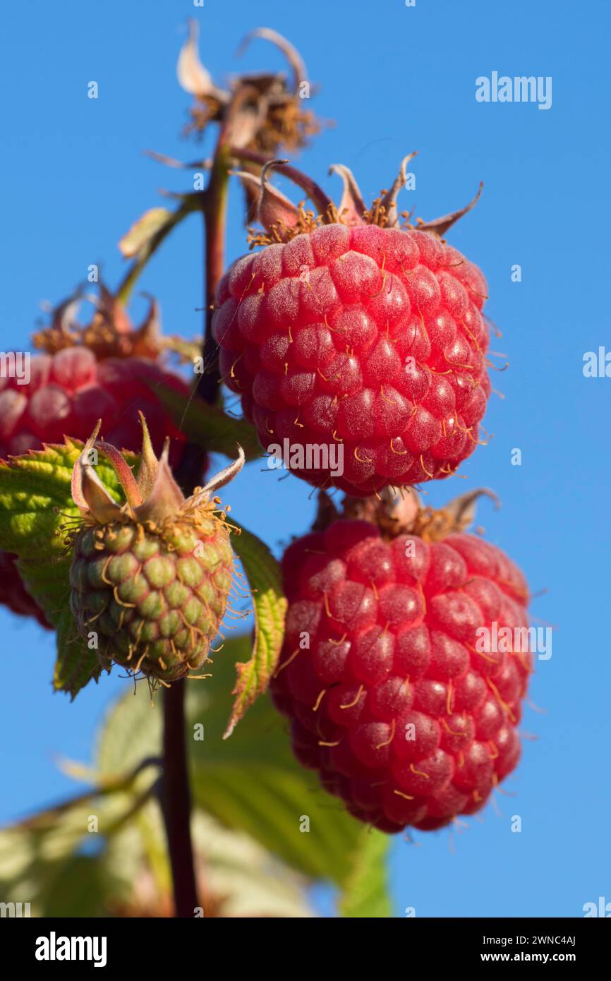 Raspberry farming hi-res stock photography and images - Alamy
