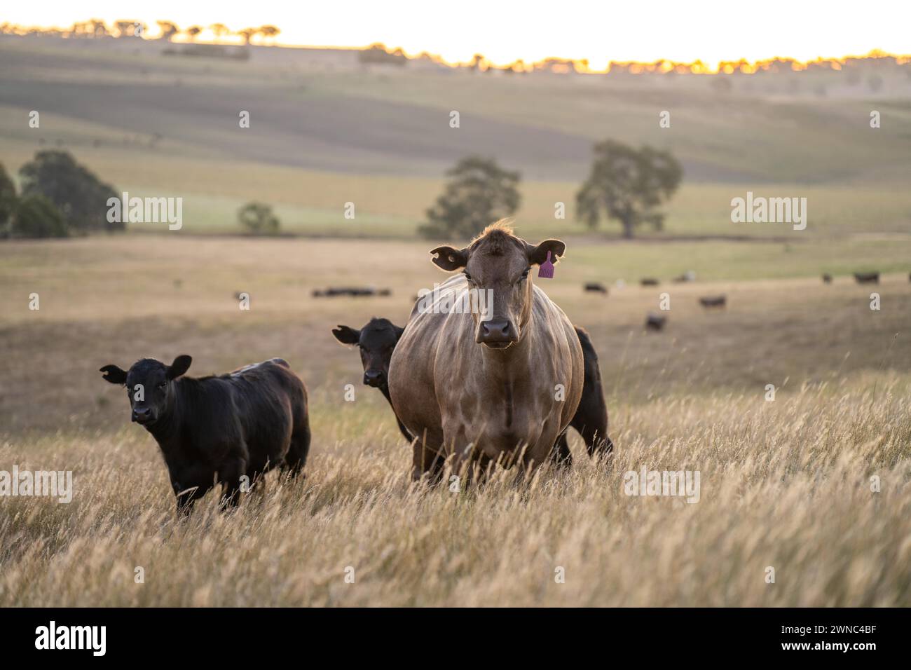 beautiful cattle in Australia eating grass, grazing on pasture. Herd of ...