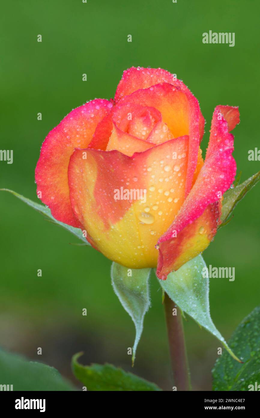 Rose sheilas perfume hi-res stock photography and images - Alamy