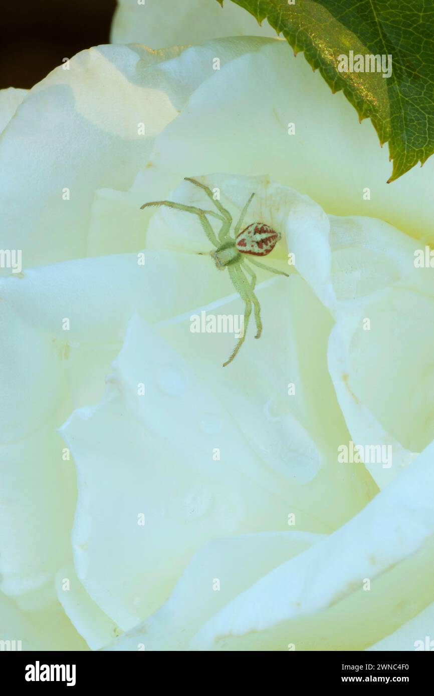 Wolf spider on rose, Bushs Pasture Park, Salem, Oregon Stock Photo - Alamy