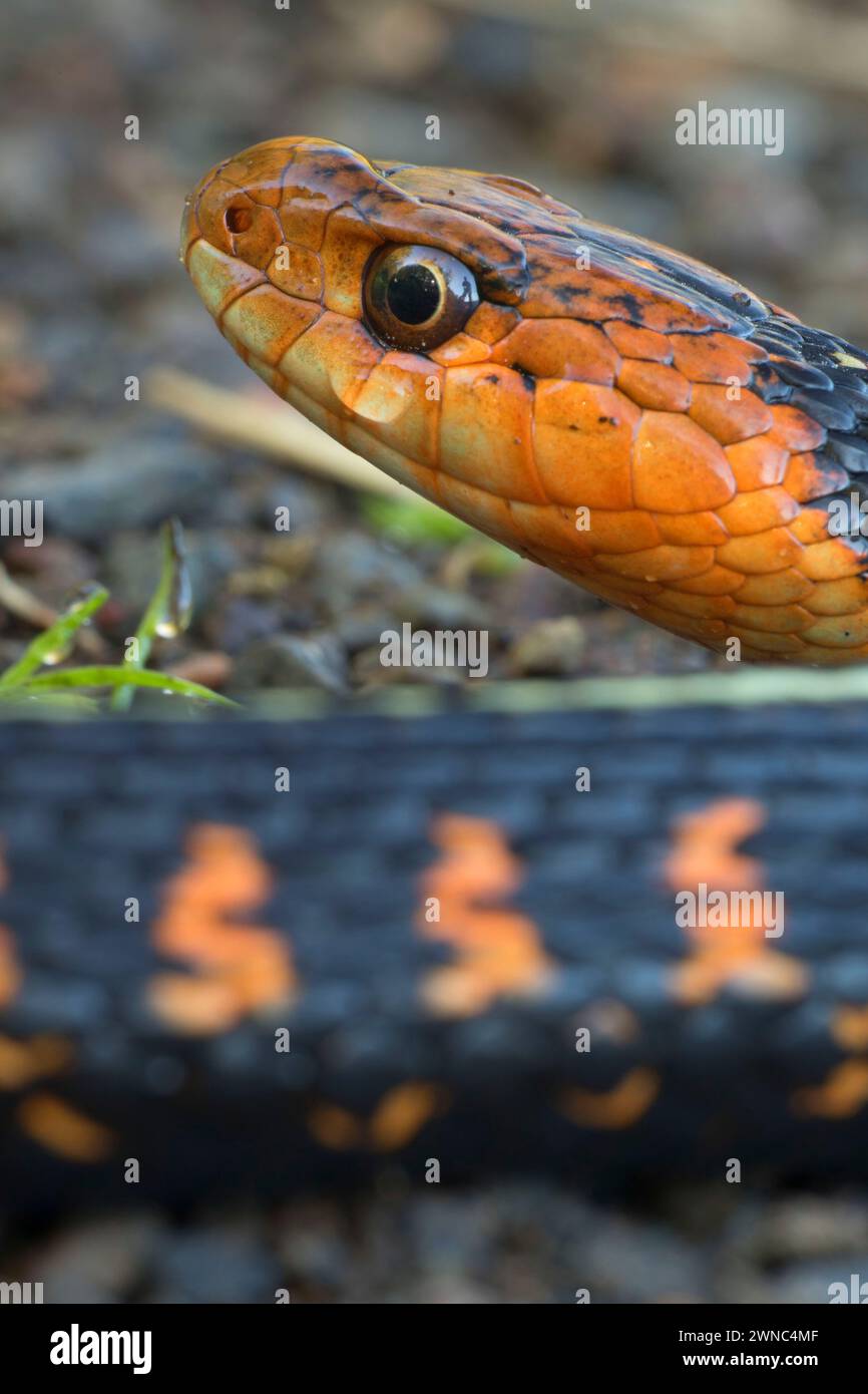 Garter snake along Rail Trail, Ankeny National Wildlife Refuge, Oregon ...