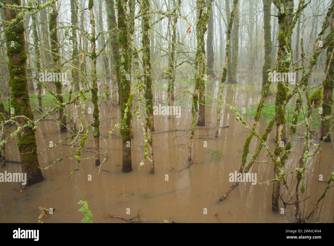Oregon ash forest along Rail Trail Boardwalk, Ankeny National Wildlife ...