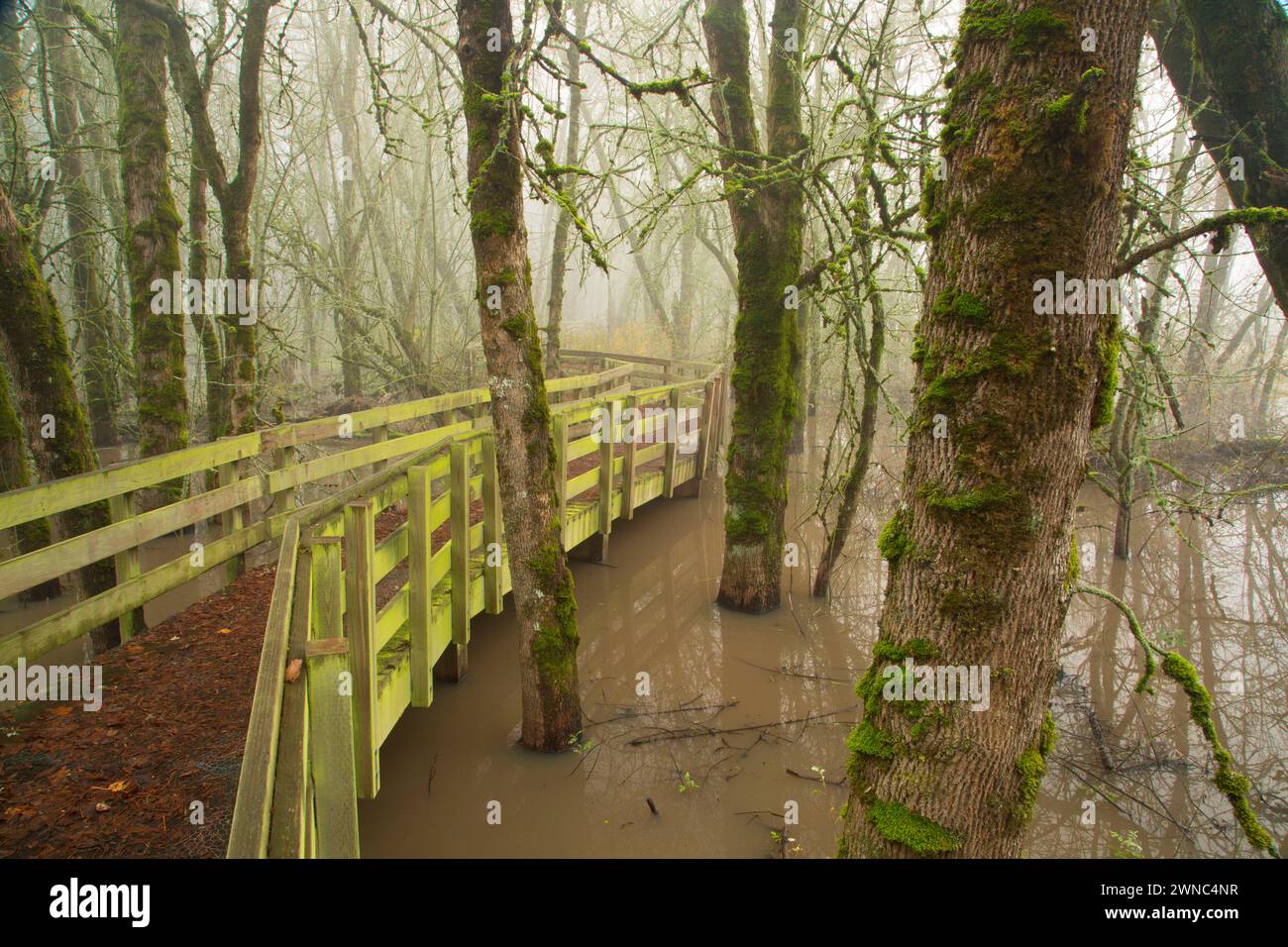 Rail Trail Boardwalk, Ankeny National Wildlife Refuge, Oregon Stock ...