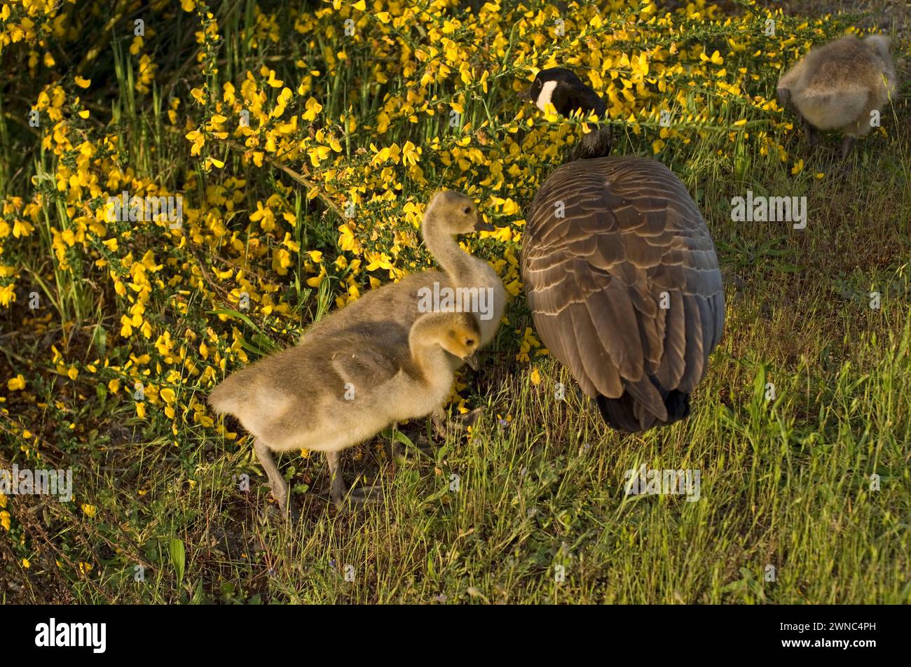 Canada geese parents and goslings during summer on and around a road in ...