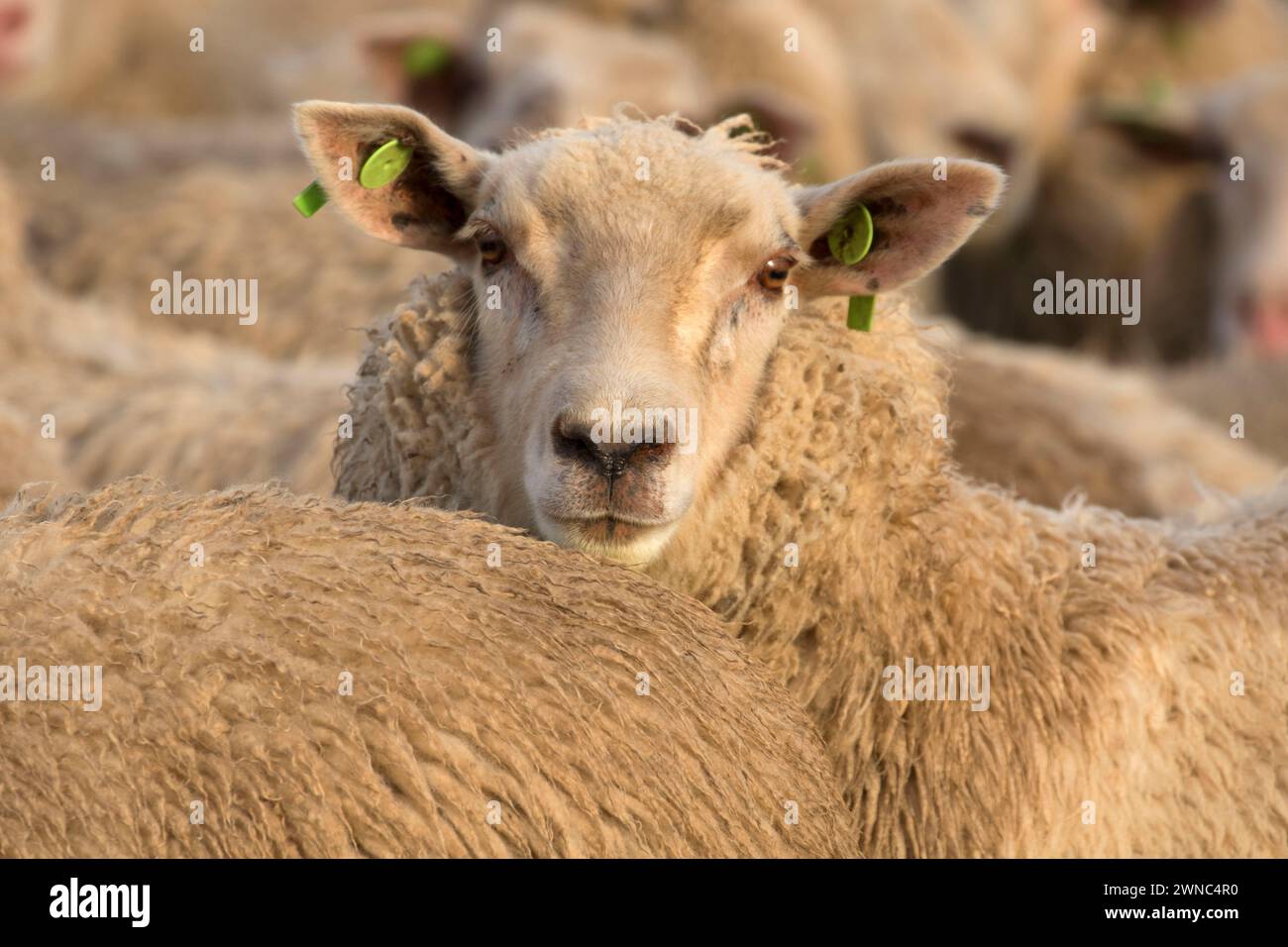 Sheep, Marion County, Oregon Stock Photo - Alamy