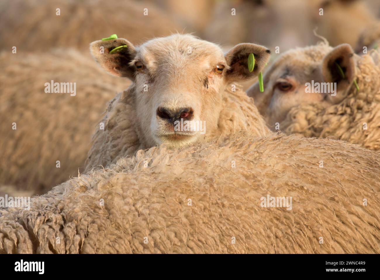 Sheep, Marion County, Oregon Stock Photo - Alamy