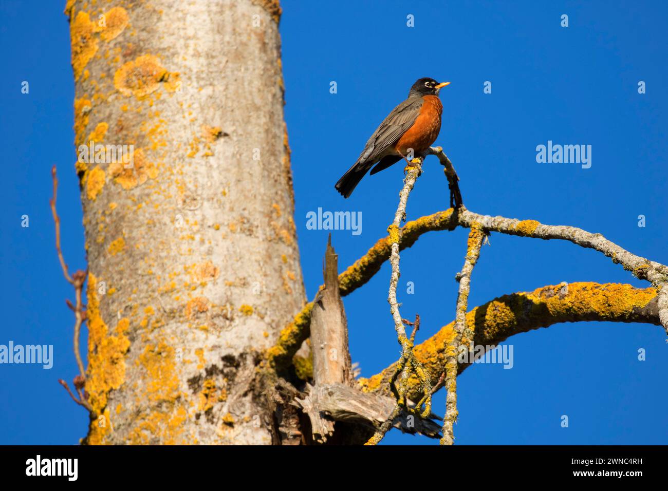 St louis ponds hi-res stock photography and images - Alamy