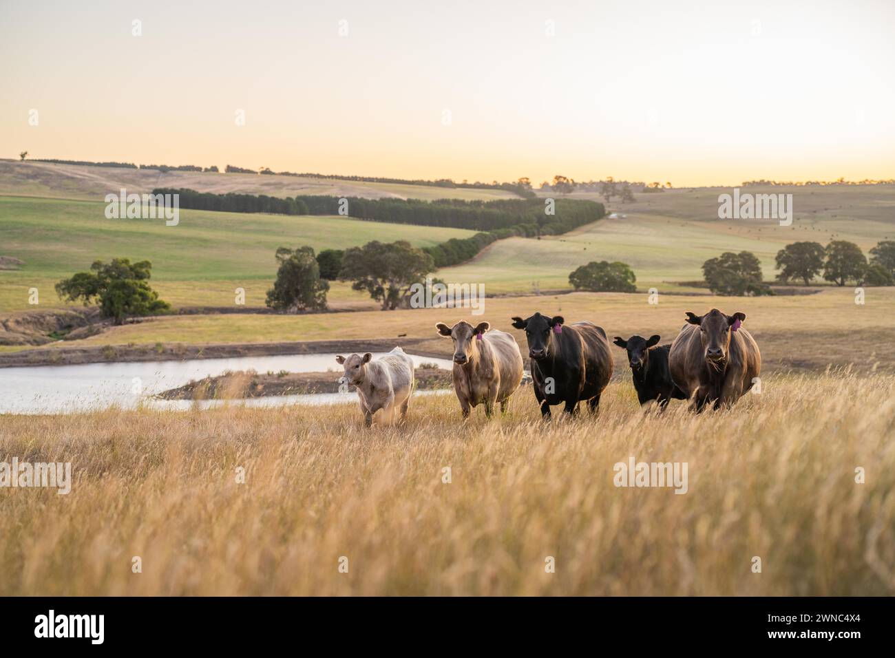 beautiful cattle in Australia eating grass, grazing on pasture. Herd of ...