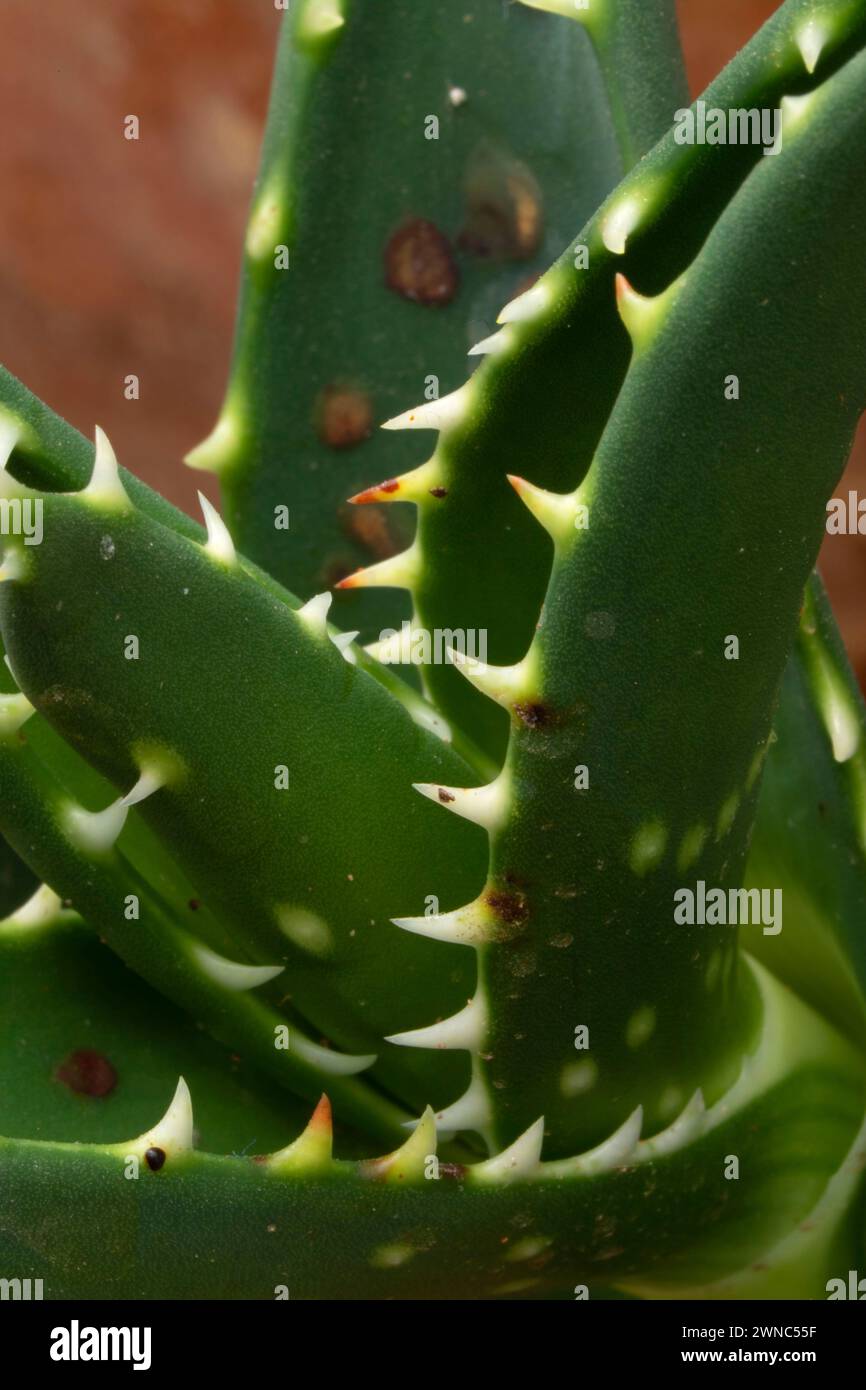 Concinna hi-res stock photography and images - Alamy