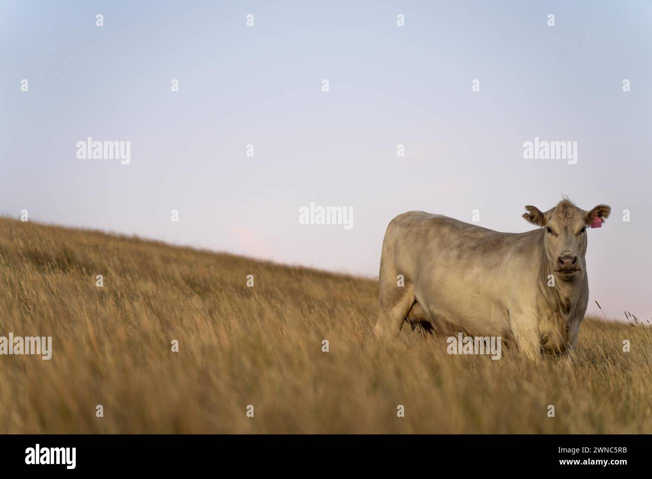 beautiful cattle in Australia eating grass, grazing on pasture. Herd of ...