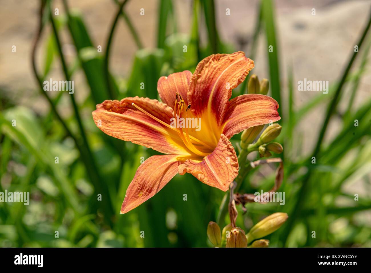Daylily, bunch of Daylillies - Orange (Hemerocallis) wild flowers seen ...