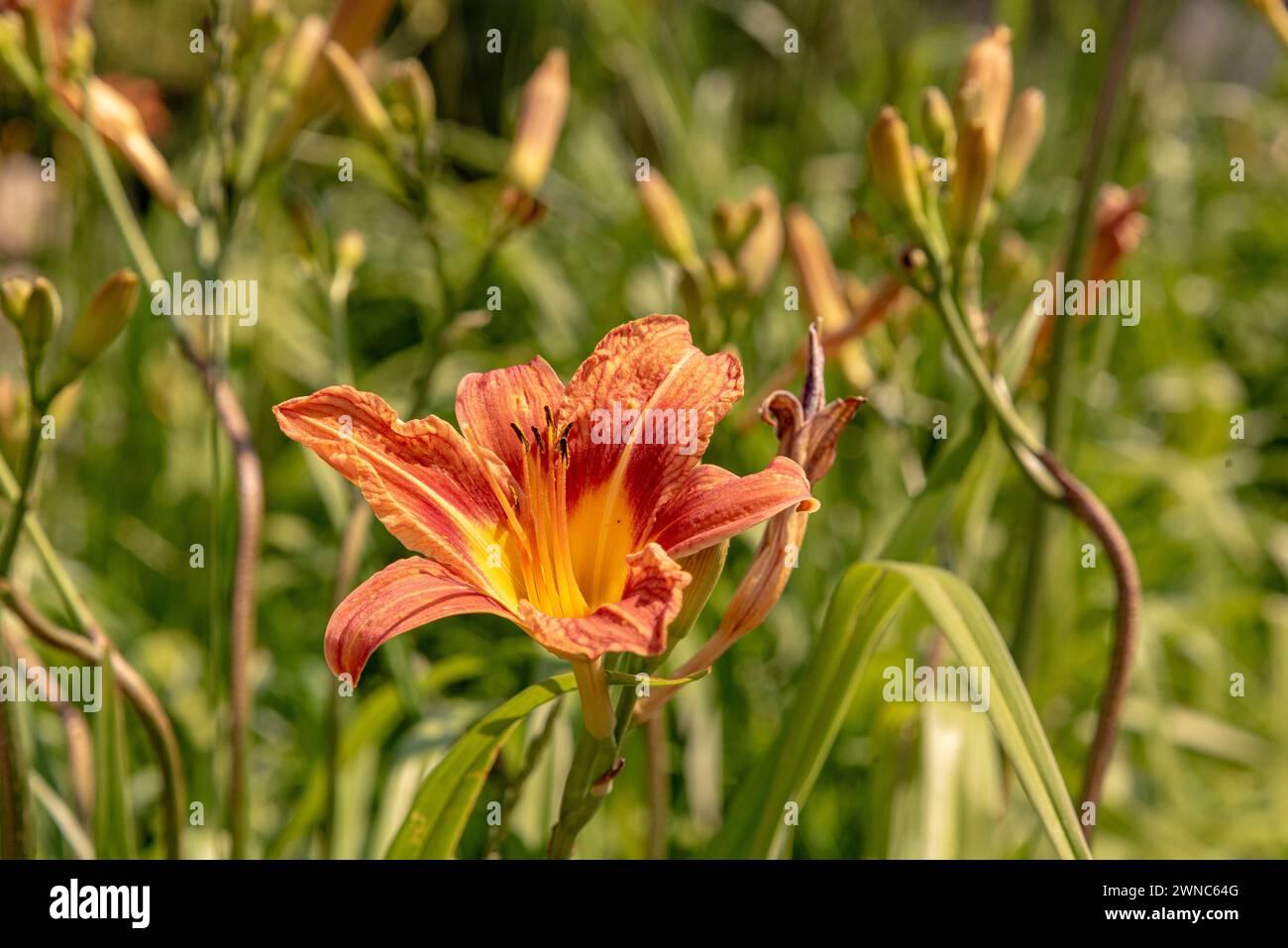 Daylily, bunch of Daylillies - Orange (Hemerocallis) wild flowers seen ...