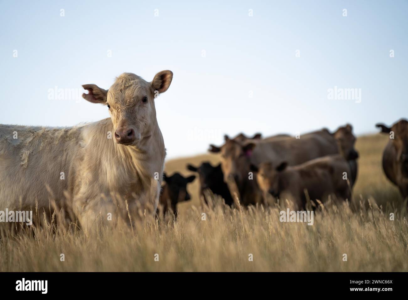 beautiful cattle in Australia eating grass, grazing on pasture. Herd of ...