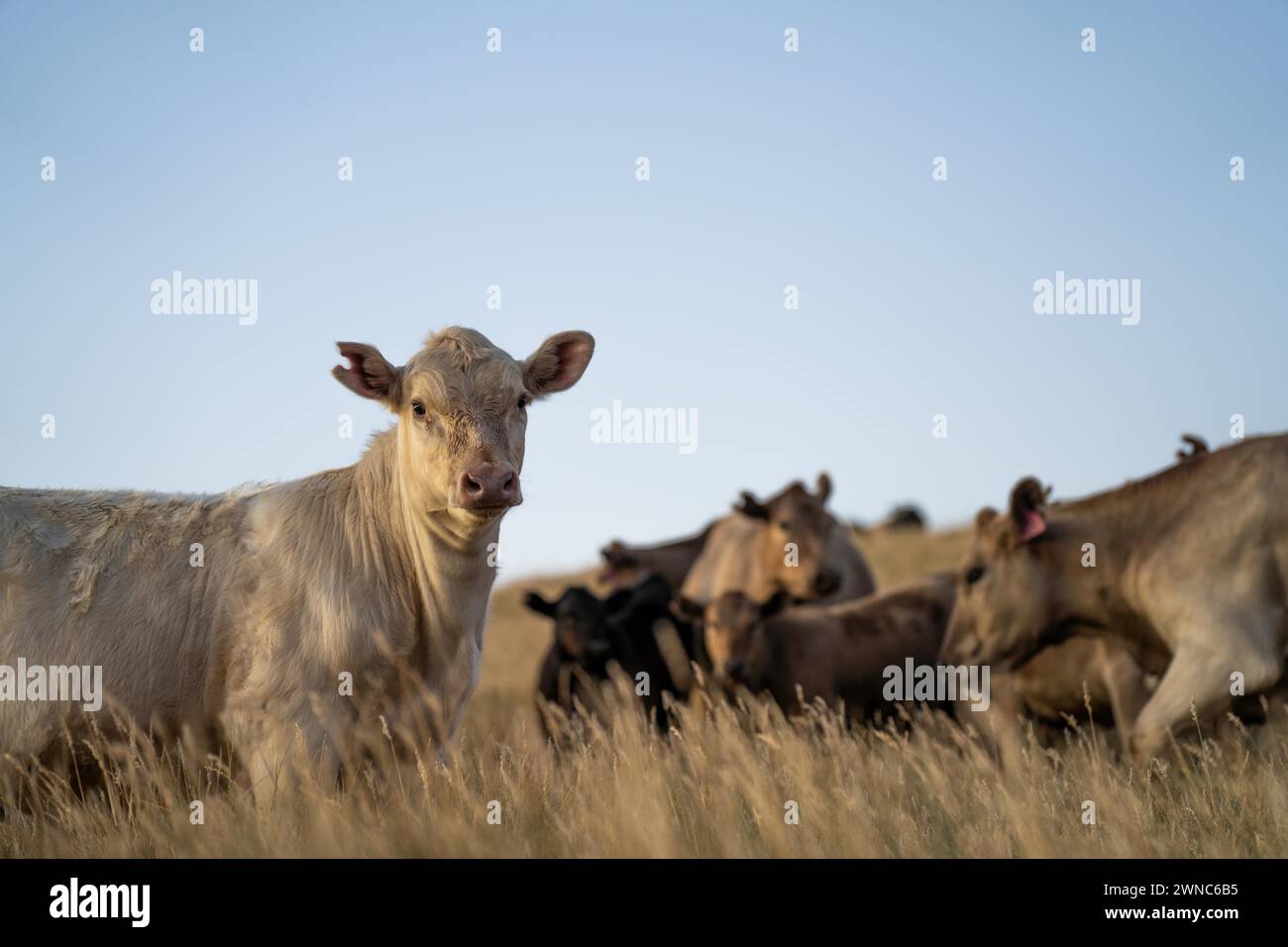 beautiful cattle in Australia eating grass, grazing on pasture. Herd of ...
