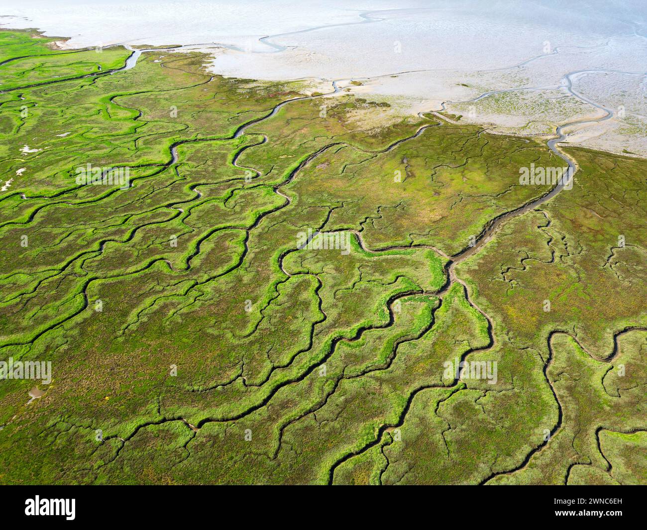 Aerial view of tidal channels and gullies, Saeftinge, The Netherlands ...