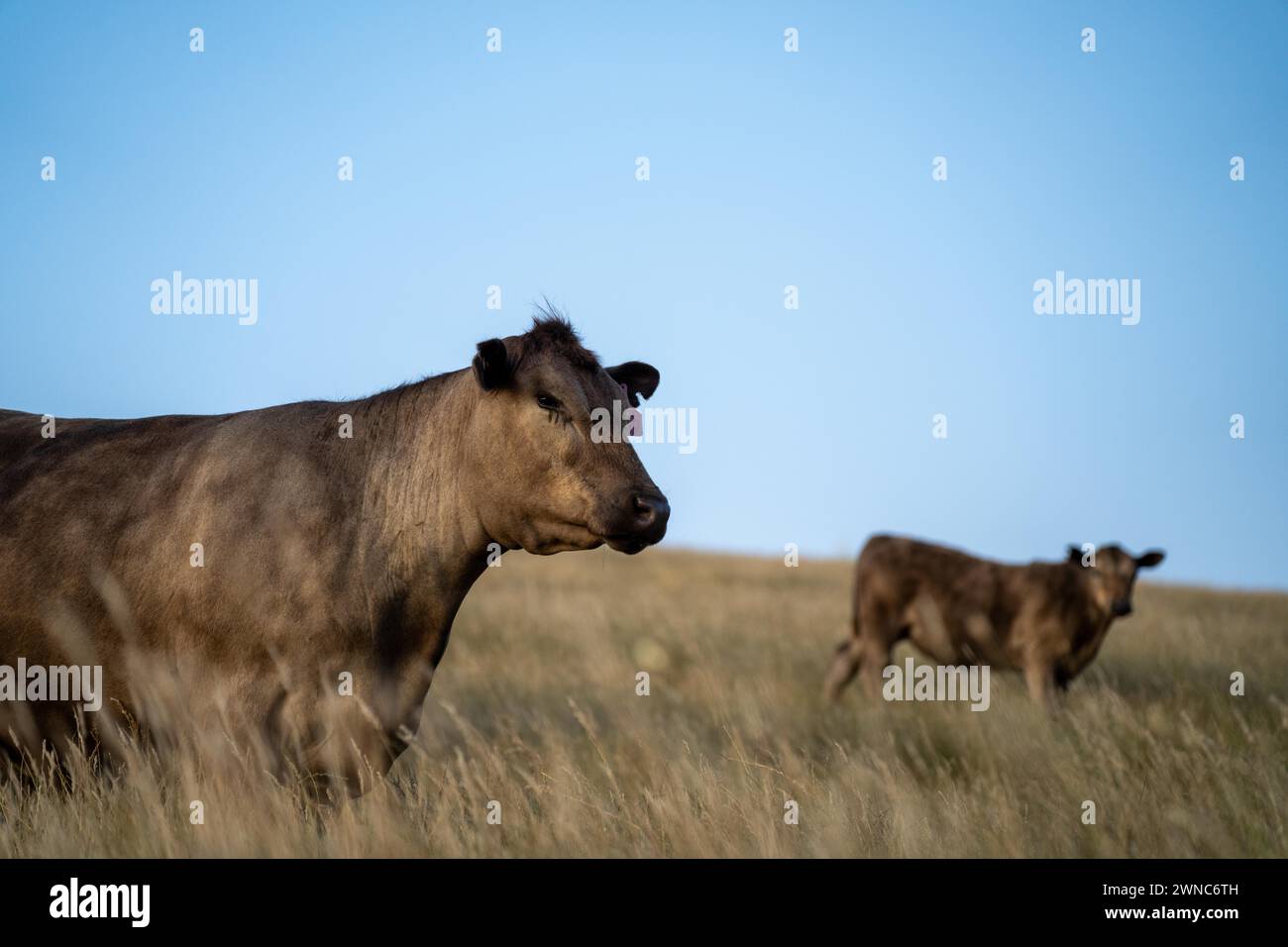 beautiful cattle in Australia eating grass, grazing on pasture. Herd of ...
