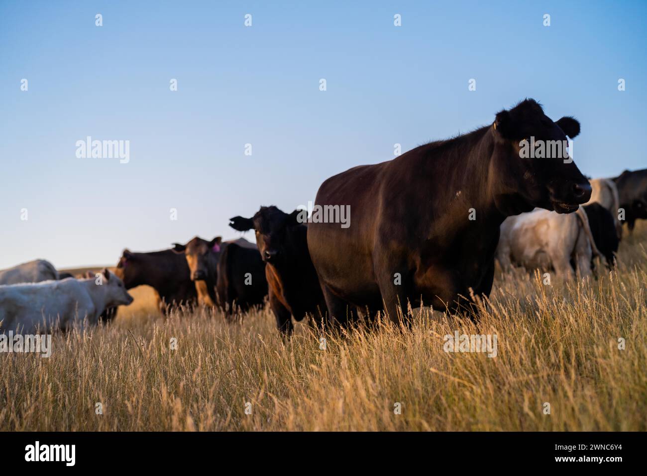 beautiful cattle in Australia eating grass, grazing on pasture. Herd of ...