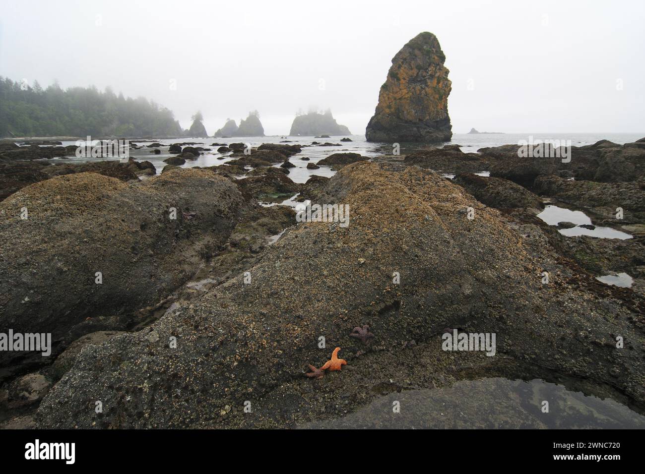 Ochre Sea Stars Pisaster ochraceus Point of Arches at Shi Shi Beach ...