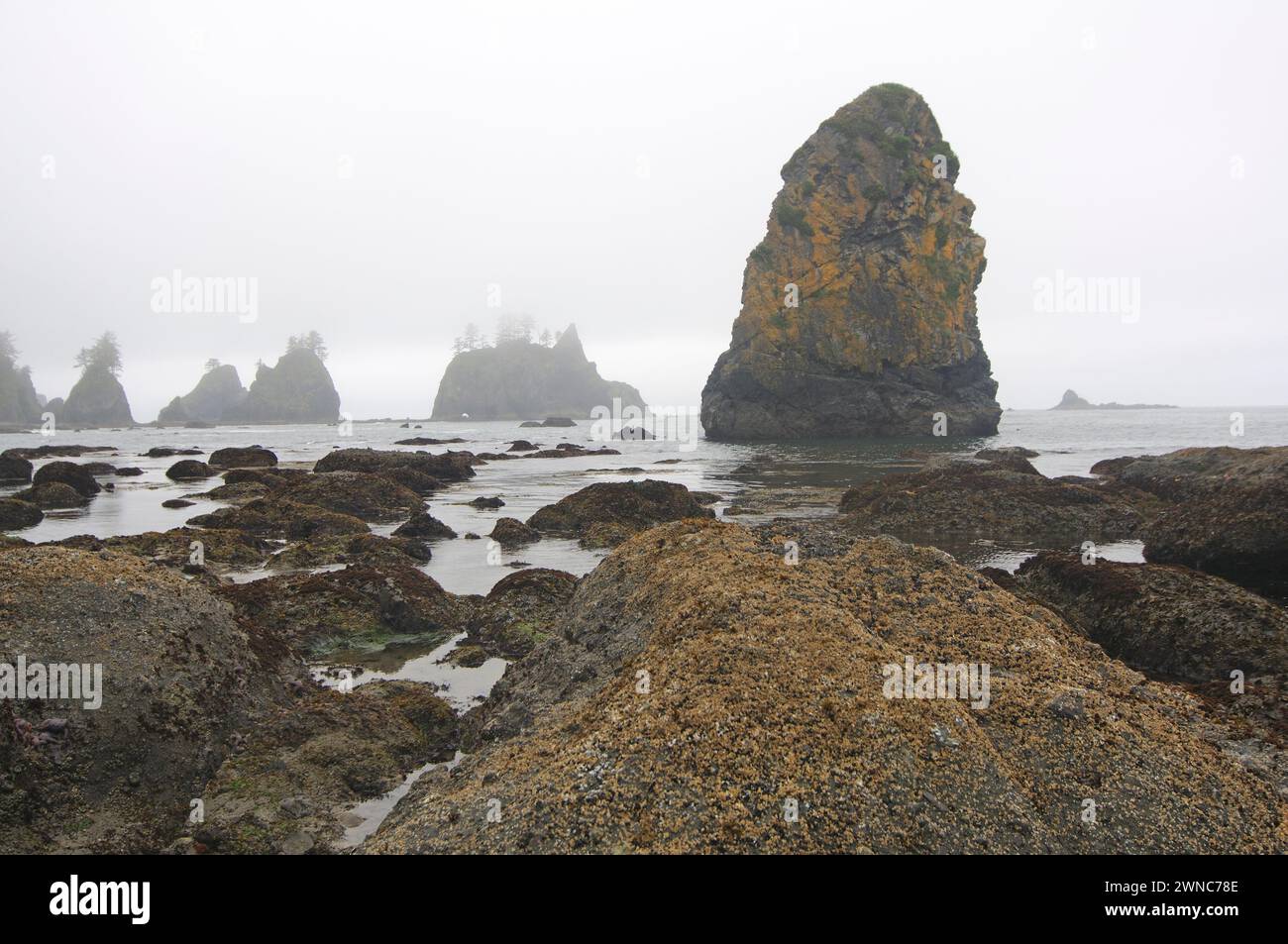 Point of Arches at Shi Shi Beach, Olympic National Park, Washington ...