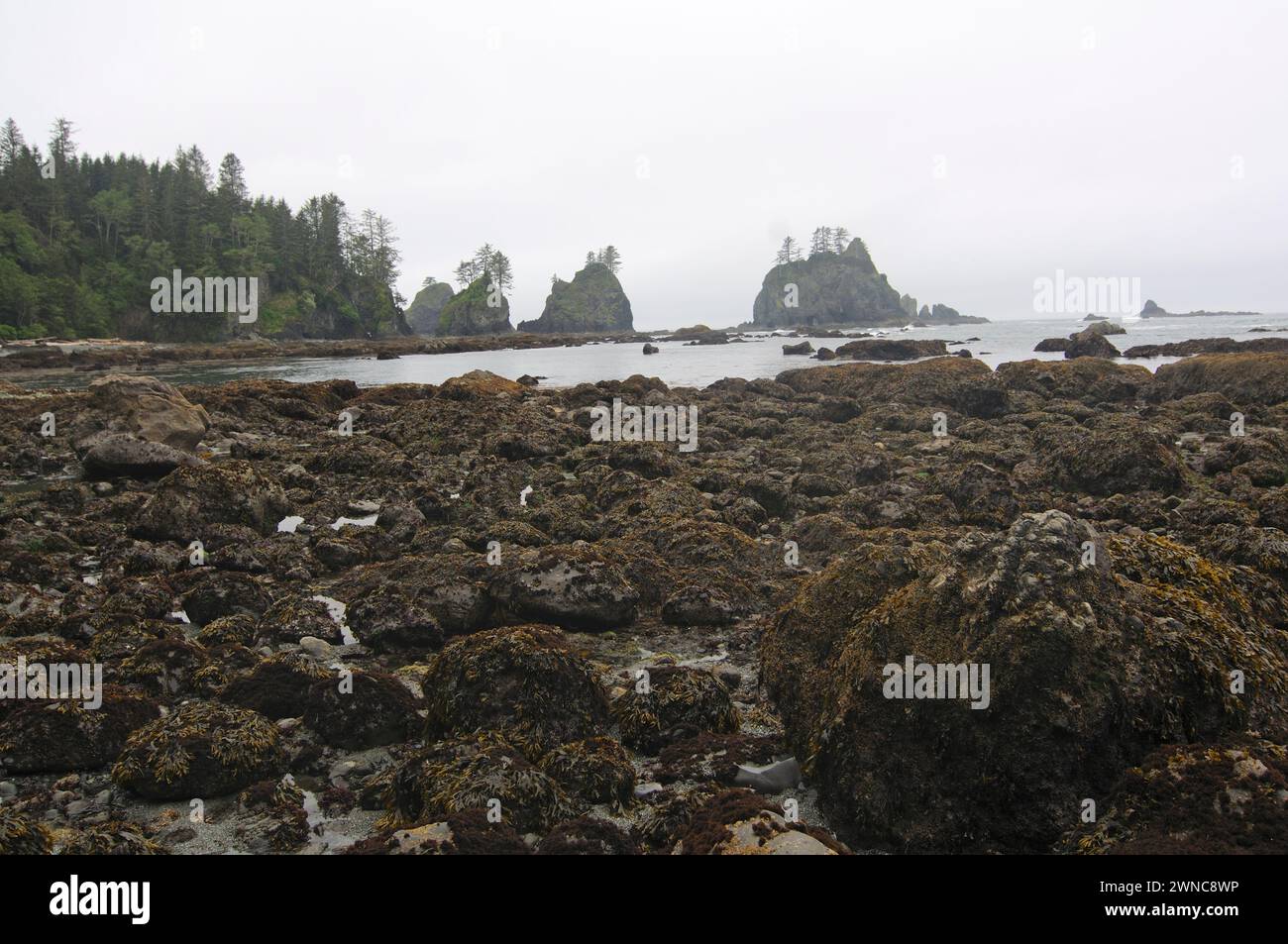 Point of Arches at Shi Shi Beach, Olympic National Park, Washington ...