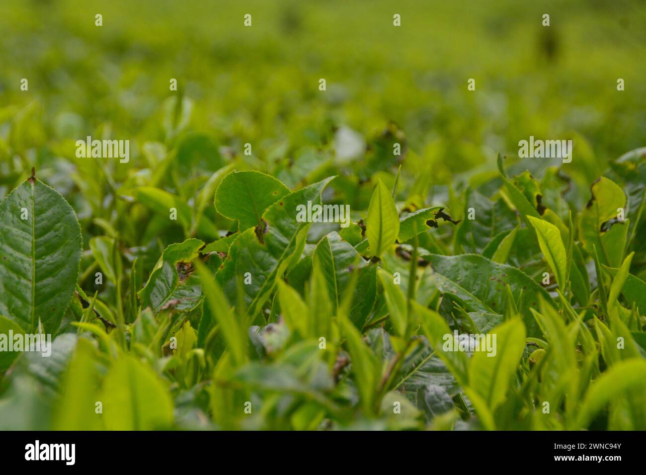 Landscape of the Tambi tea garden in the city of Wonosobo Stock Photo ...