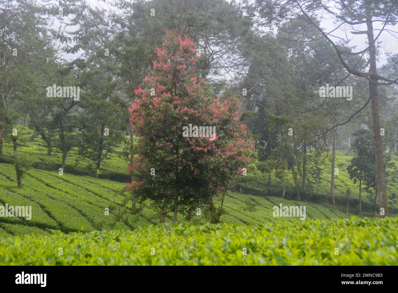 Landscape of the Tambi tea garden in the city of Wonosobo Stock Photo ...