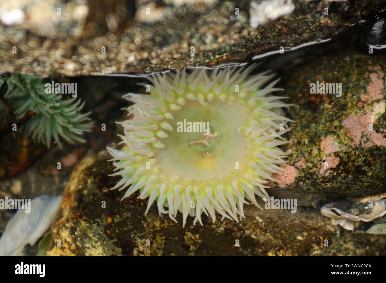 Giant Green yellow Anemones, Anthopleura xanthogrammica, at Point of ...