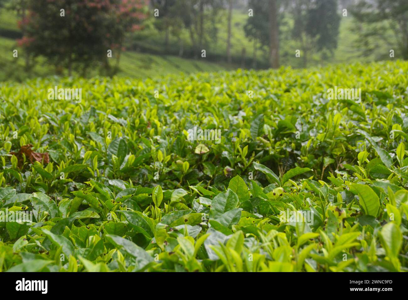 Landscape of the Tambi tea garden in the city of Wonosobo Stock Photo ...