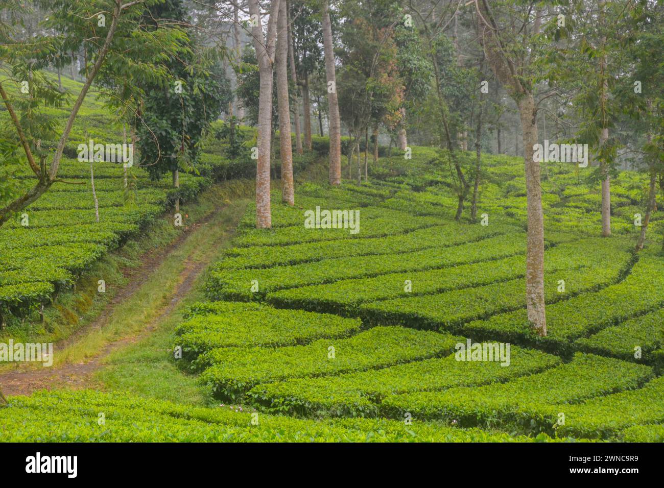 Landscape of the Tambi tea garden in the city of Wonosobo Stock Photo ...