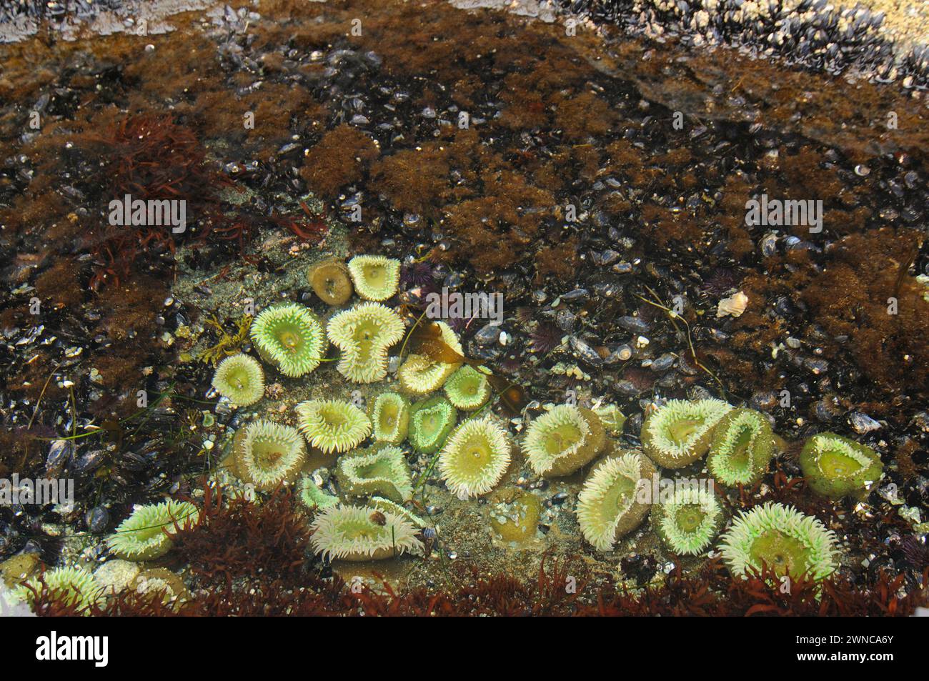 Giant Green yellow Anemones, Anthopleura xanthogrammica, at Point of ...