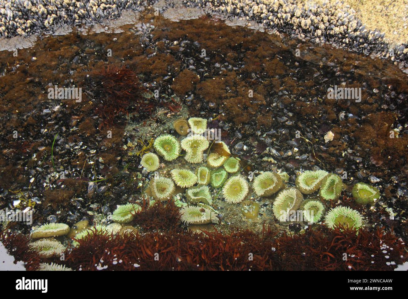 Giant Green yellow Anemones, Anthopleura xanthogrammica, at Point of ...