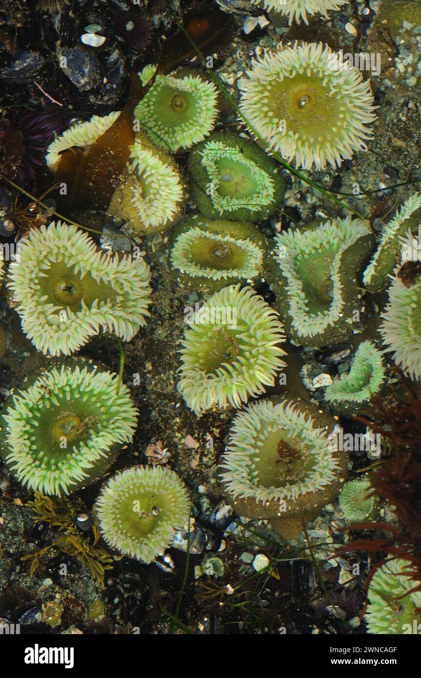 Giant Green yellow Anemones, Anthopleura xanthogrammica, at Point of ...