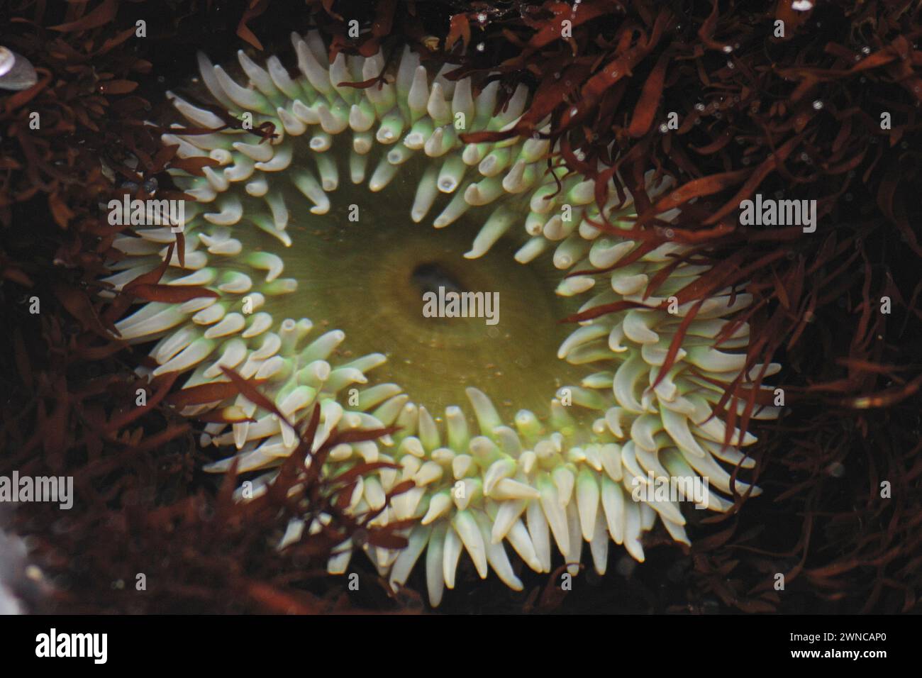 Giant Green yellow Anemones, Anthopleura xanthogrammica, at Point of ...