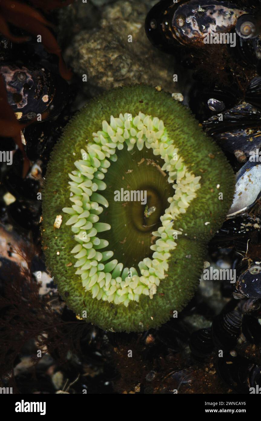 Giant Green yellow Anemones, Anthopleura xanthogrammica, at Point of ...