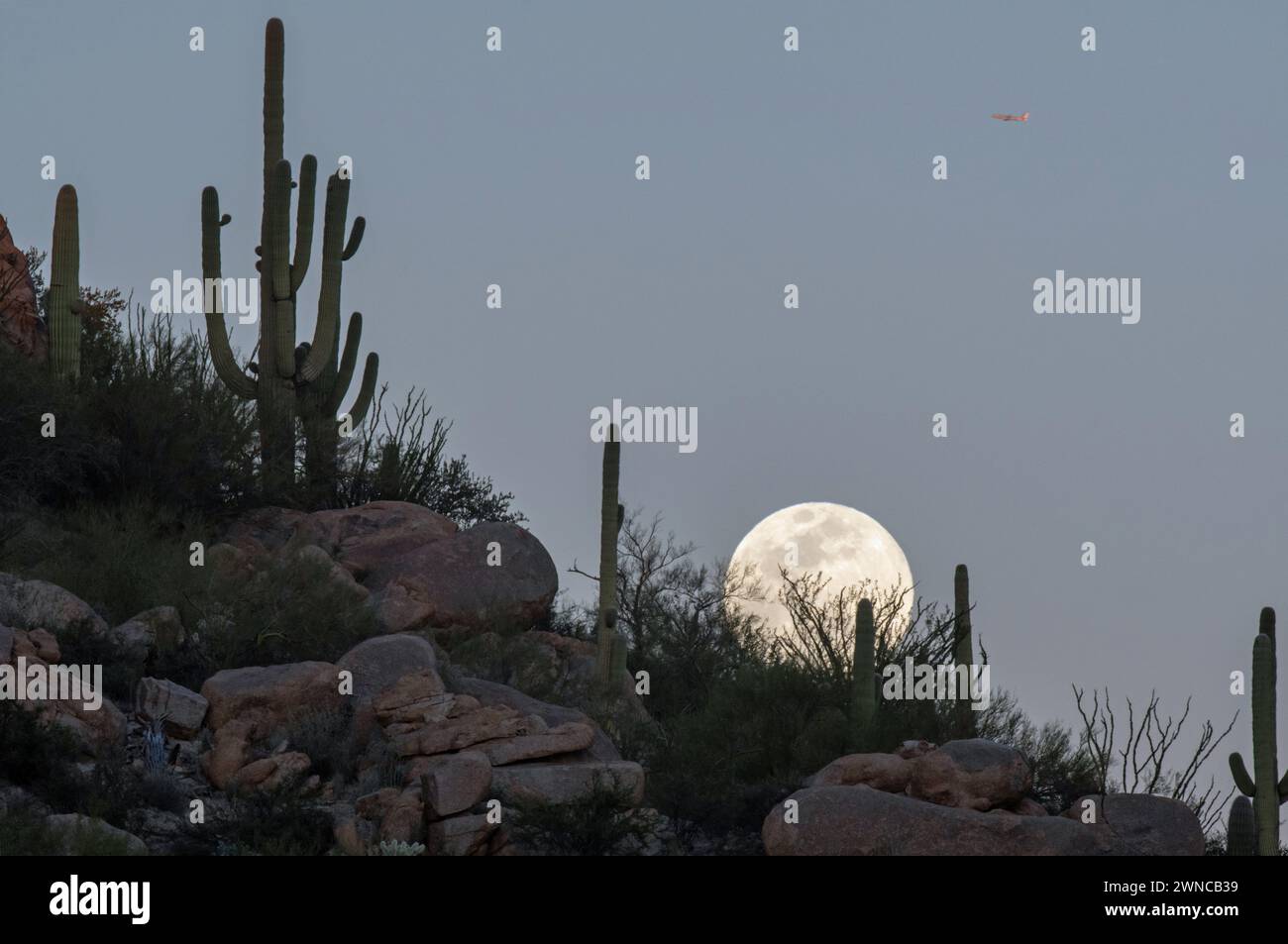 Full moon rising over Saguaro cacti (Carnegiea gigantea Stock Photo - Alamy