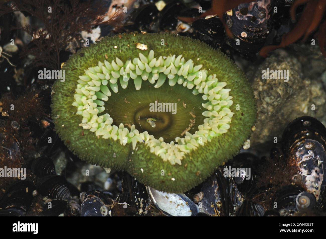 Giant Green yellow Anemones, Anthopleura xanthogrammica, at Point of ...