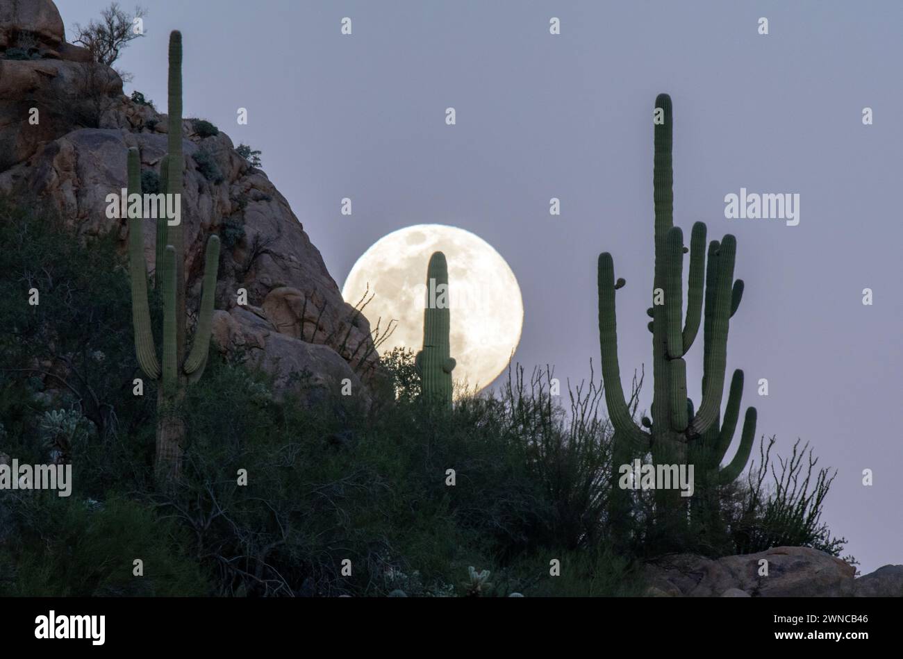 Saguaro cacti carnegiea gigantea hi-res stock photography and images - Alamy