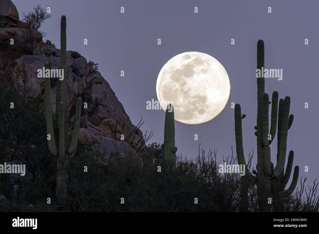 Saguaro cacti carnegiea gigantea hi-res stock photography and images ...