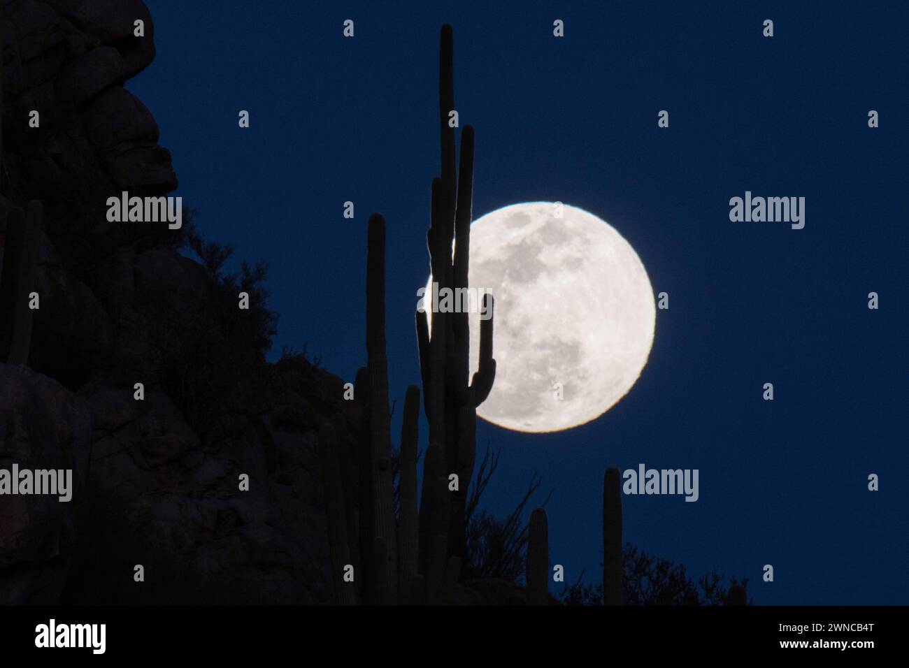 Full moon rising over Saguaro cacti (Carnegiea gigantea Stock Photo - Alamy