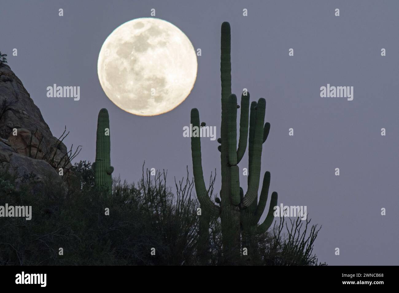 Full moon rising over Saguaro cacti (Carnegiea gigantea Stock Photo - Alamy