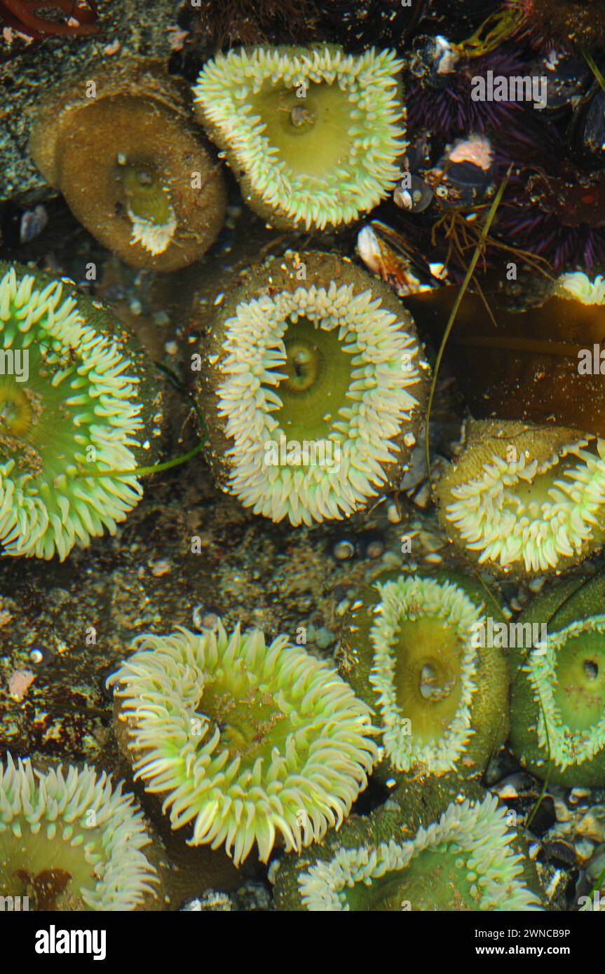 Giant Green yellow Anemones, Anthopleura xanthogrammica, at Point of ...